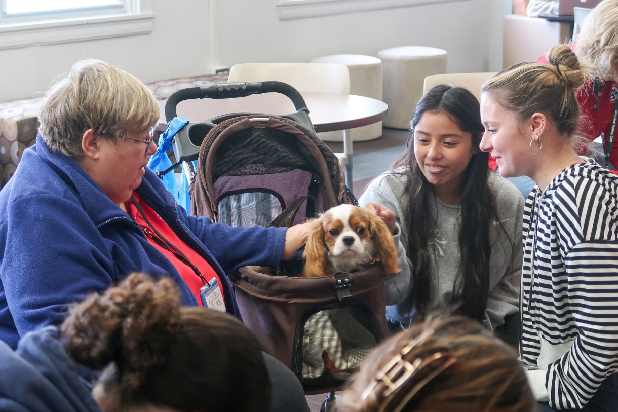 Therapy dogs give Mount students a chance to ‘paws’ and relax | Mount ...