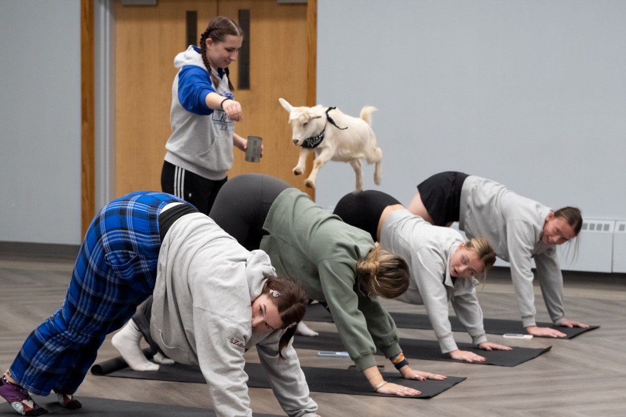 Mount students’ yoga class guided by goats | Mount Saint Mary College