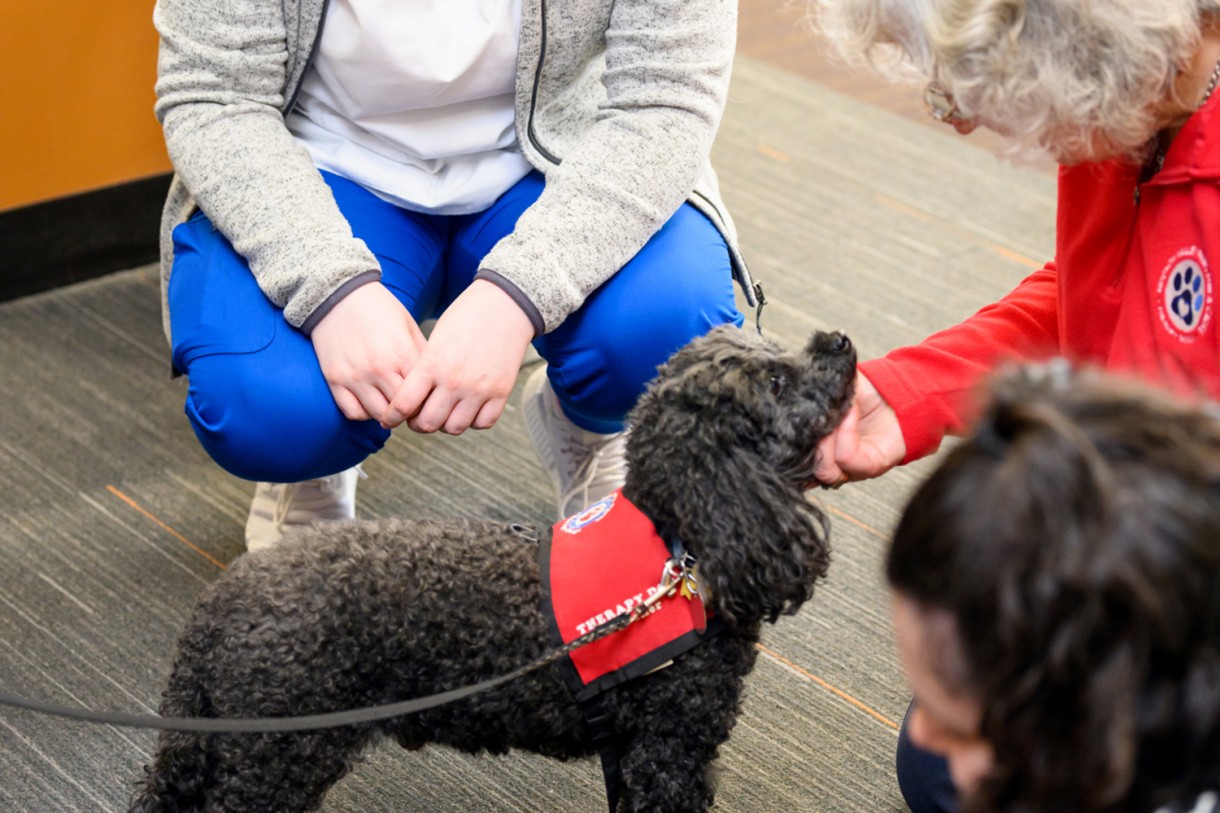 Therapy dogs give Mount students a chance to ‘paws’ and relax | Mount ...