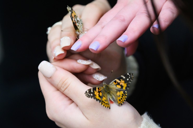 Mount students welcome spring with a butterfly garden | Mount Saint ...