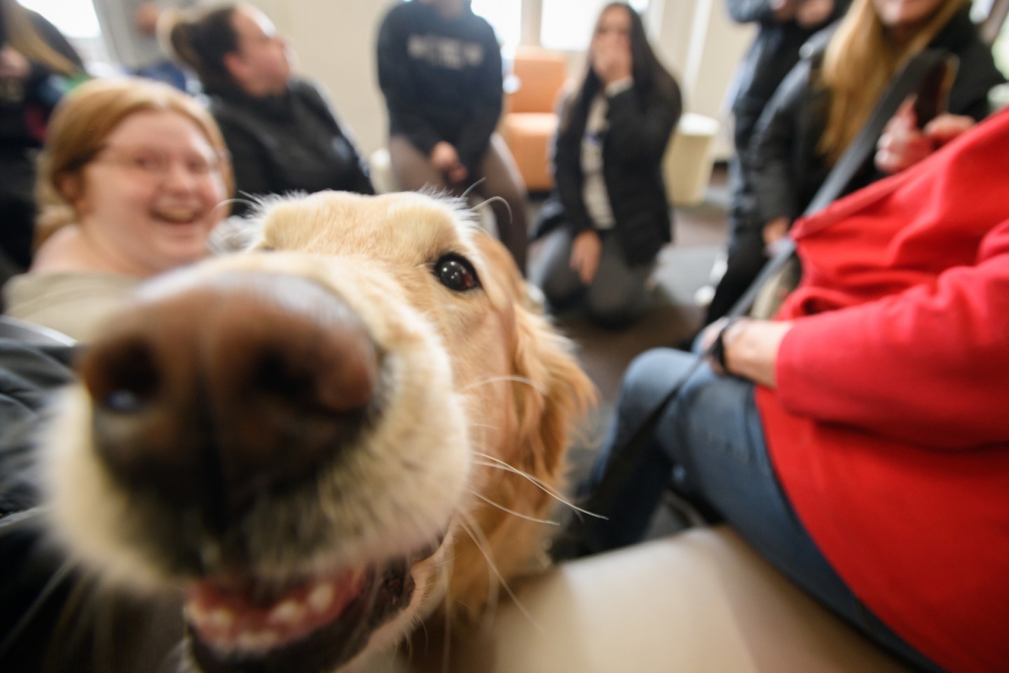Therapy dogs give Mount students a chance to ‘paws’ and relax | Mount ...