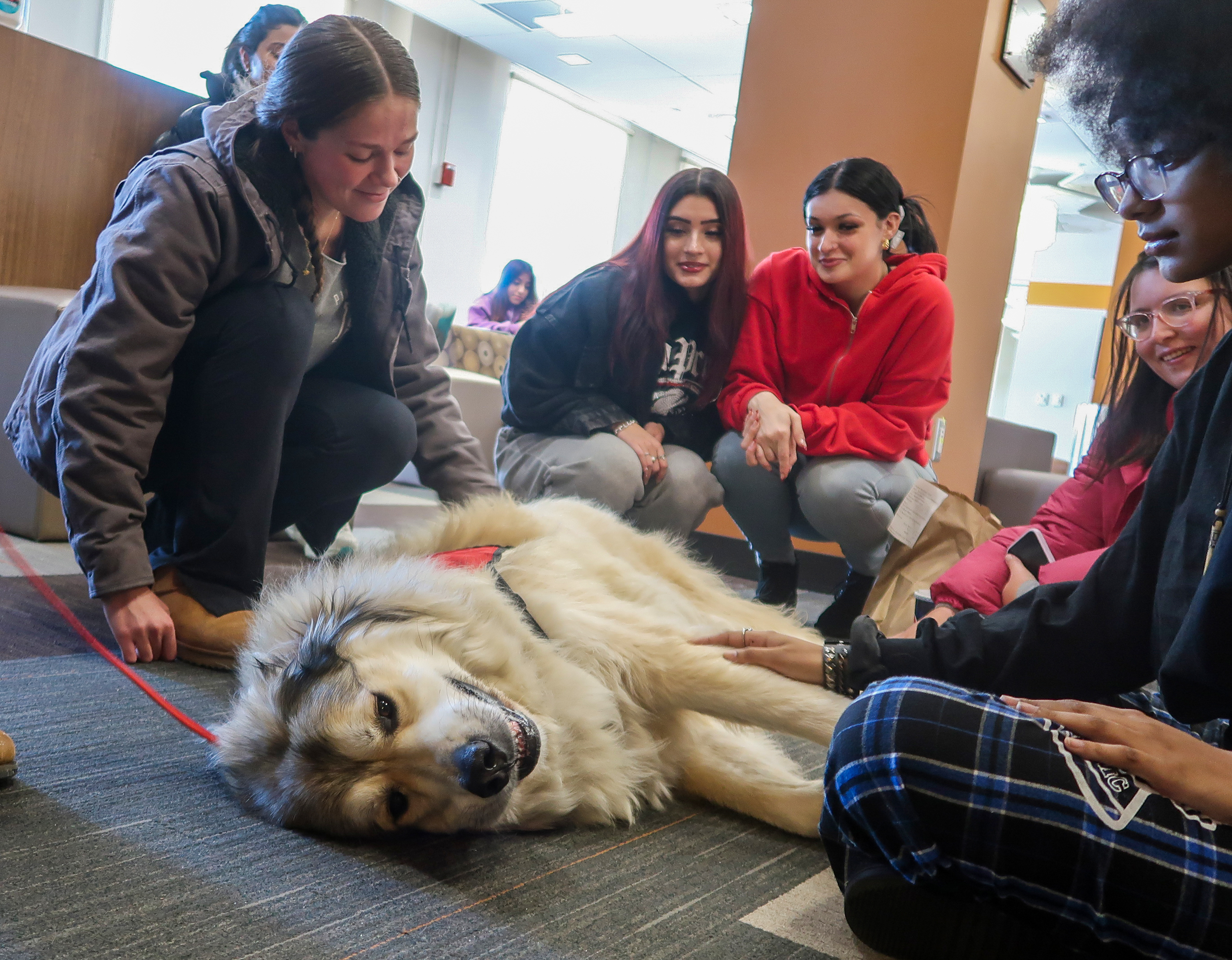 Therapy dogs bring holiday calm to the Mount | Mount Saint Mary College