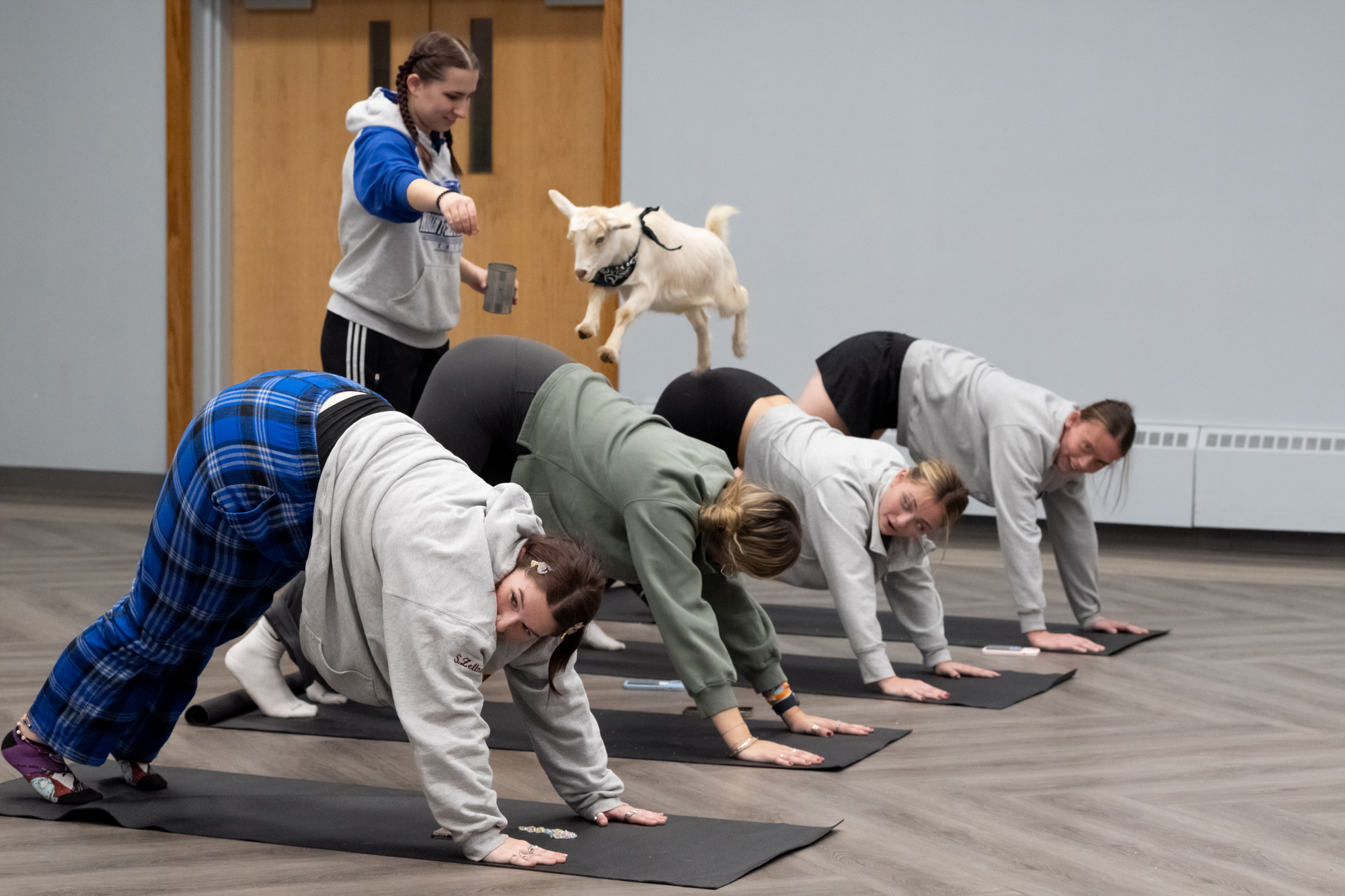 Mount students’ yoga class guided by goats | Mount Saint Mary College