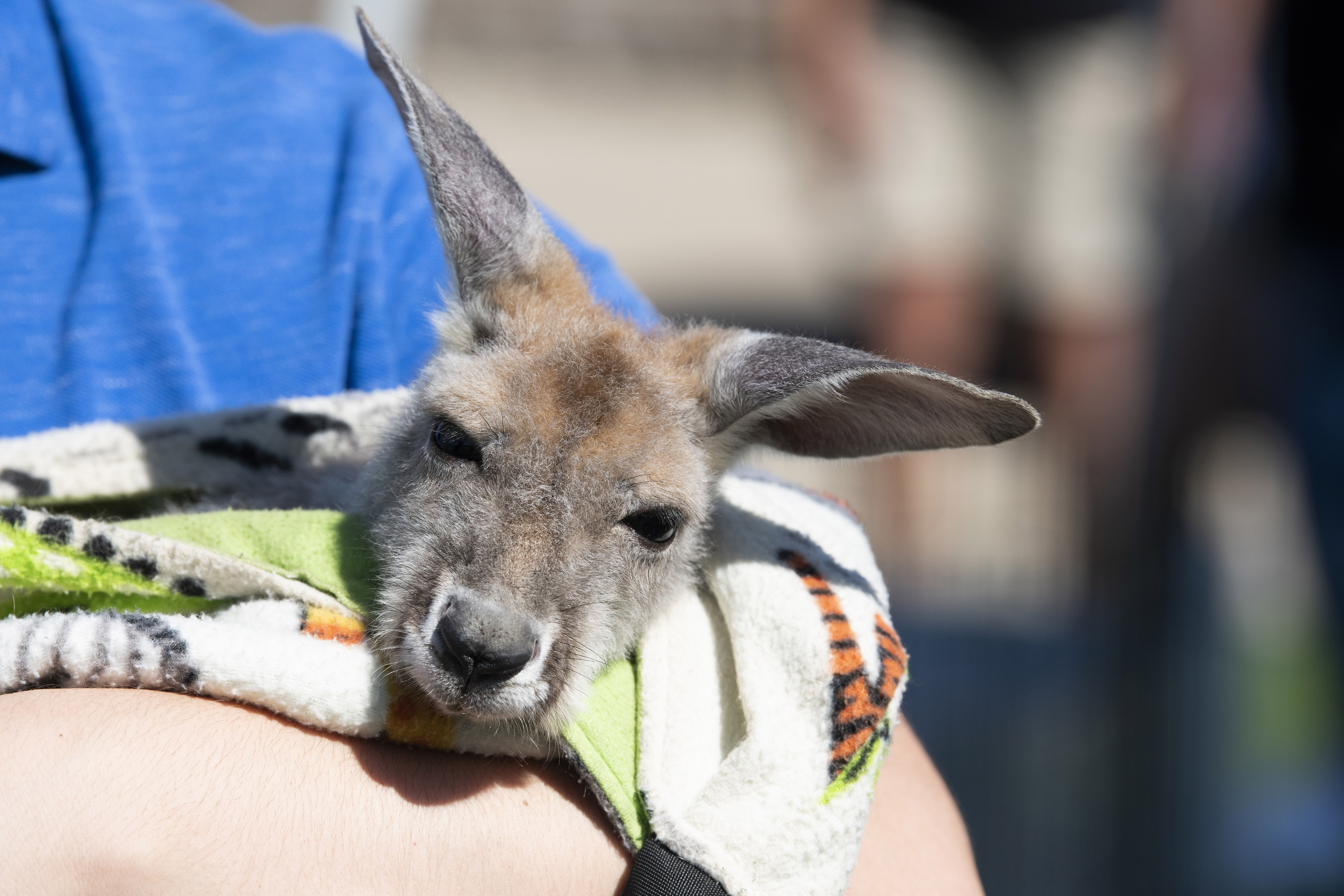 Mount gets back to nature with pop-up petting zoo | Mount Saint Mary ...